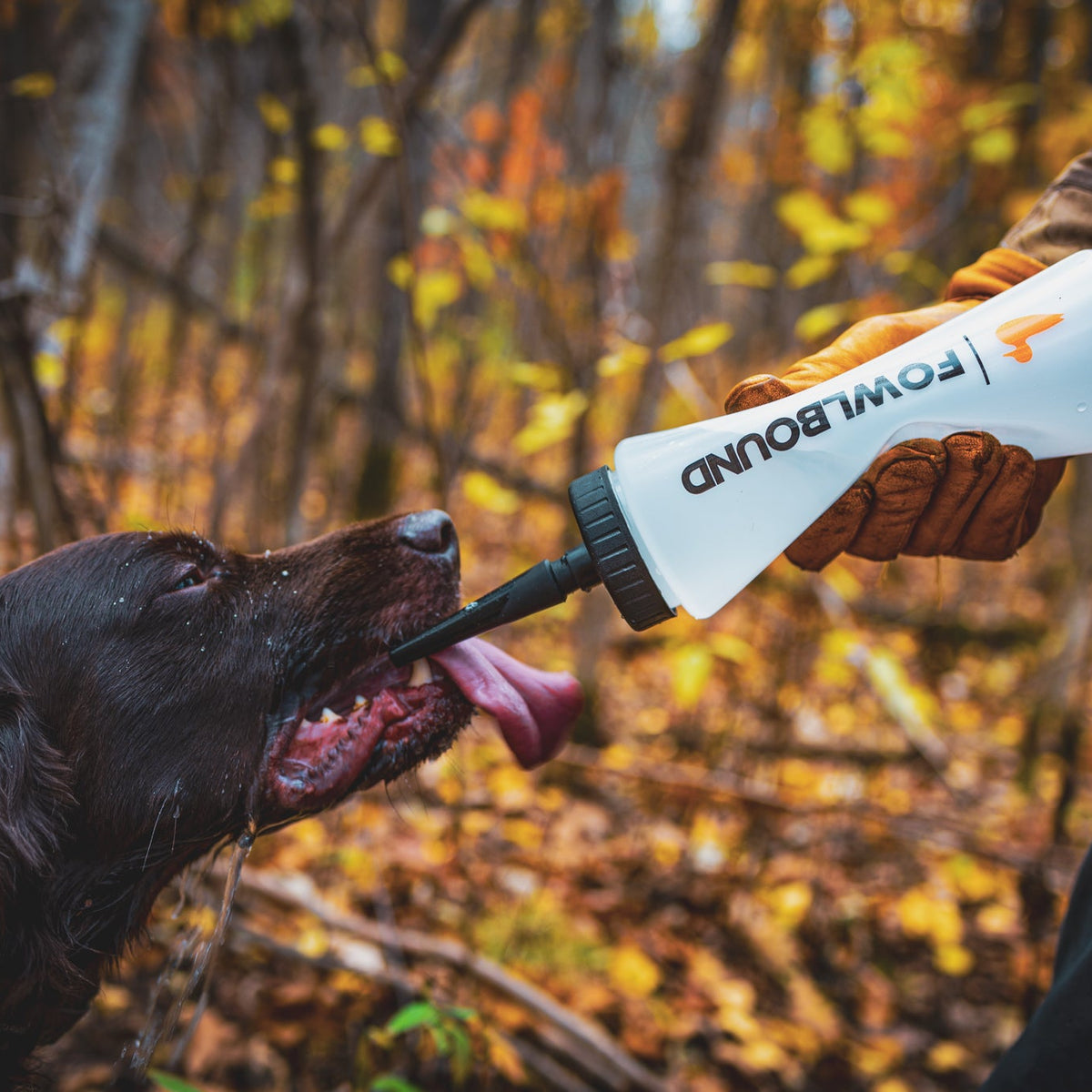 Dog Hydration 101: How to Identify and Prevent Canine Dehydration ...